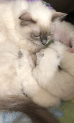 gretta – Texas Ragdoll Kittens
